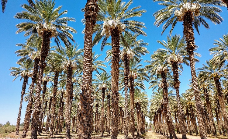 Gold Leaf Farming Expands Footprint with Acquisition of 36-Acre Medjool ...